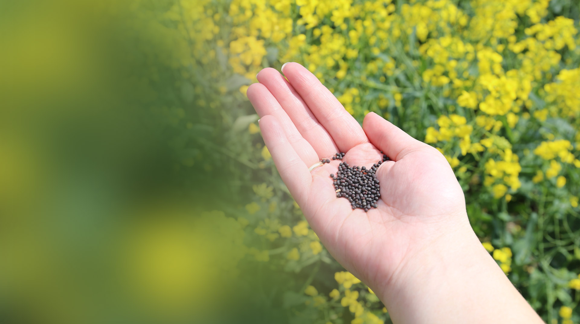 Het productieproces van koolzaadolie - Brassica