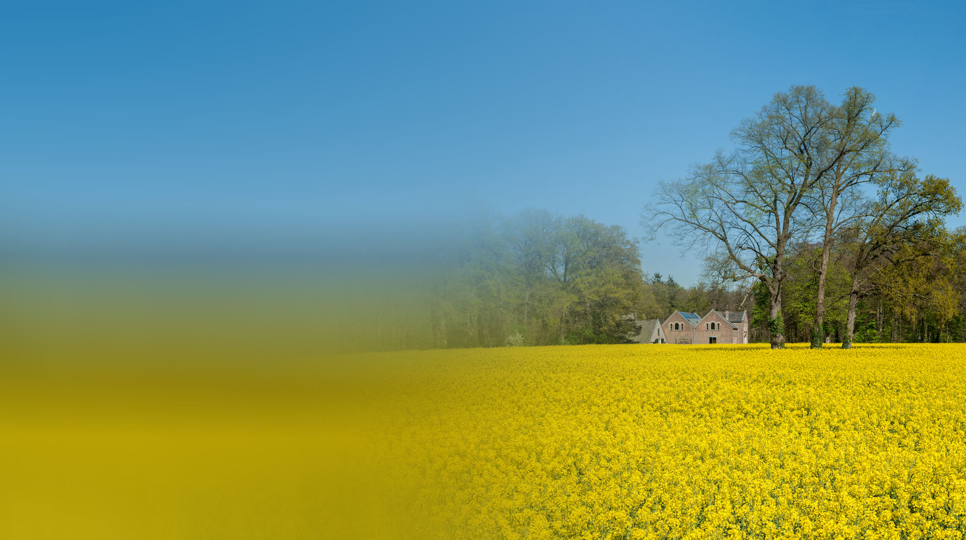 Koolzaadolie van Brassica: duurzame keukenolie uit de regio!